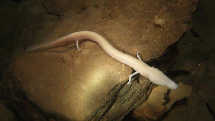 Discover Slovenia's hidden legend: the mysterious human fish - THE Slovenia