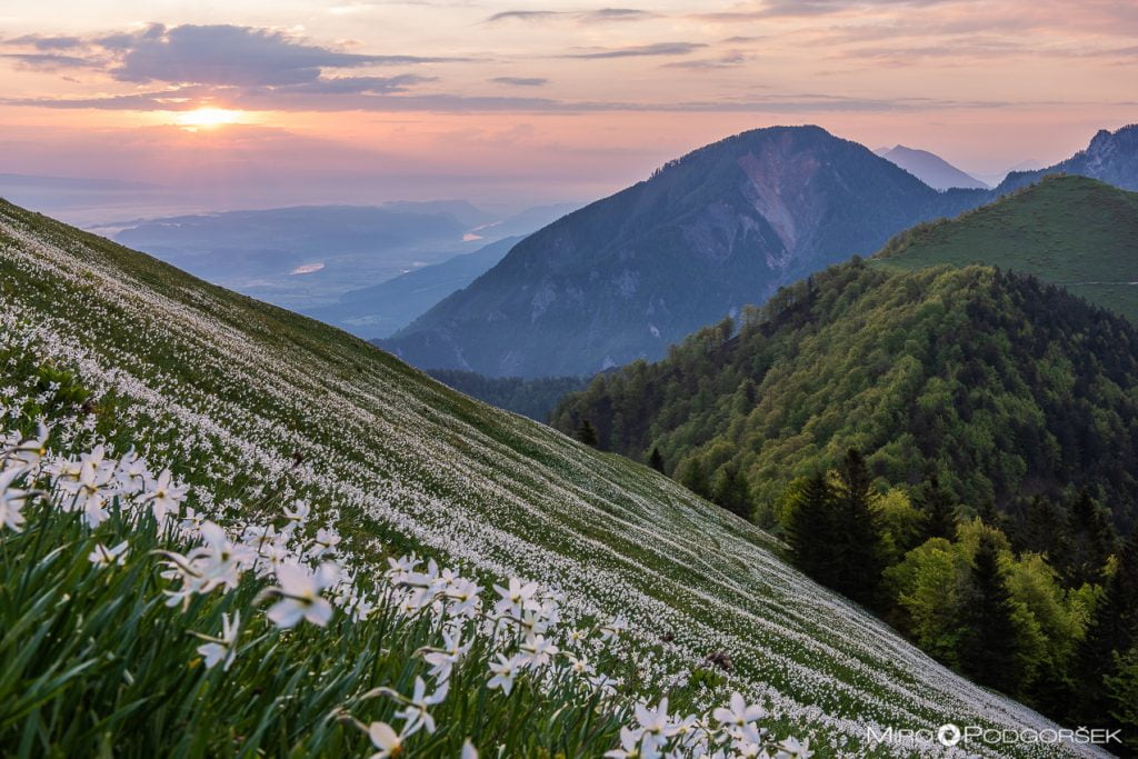 Praznik narcis na Golici 2026 - THE Slovenia