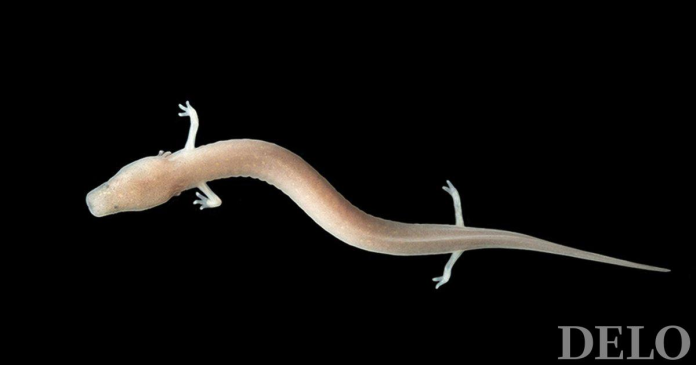 Discover Slovenia's hidden legend: the mysterious human fish - THE Slovenia
