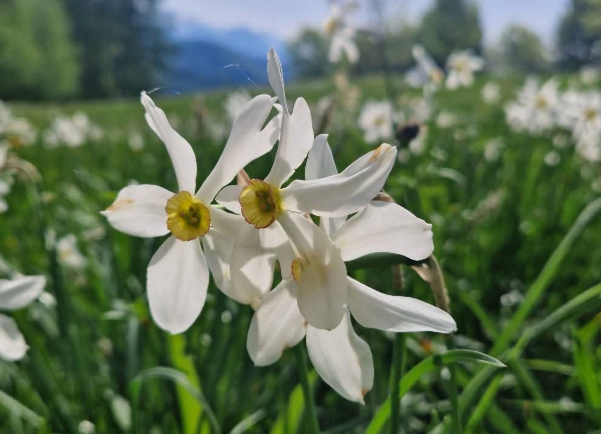 Praznik narcis na Golici 2026 - THE Slovenia